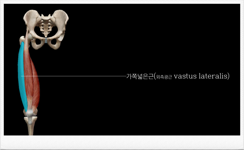 해부학 근육학 넙다리근육thigh Muscle 앞칸 넙다리네갈래근대퇴사두근ㆍquadriceps Femoris