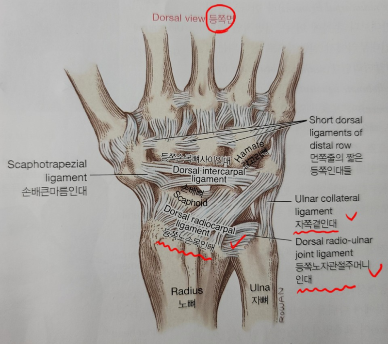손목통증 삼각섬유연골복합체 손상이라는데 도대체 어디 네이버 블로그