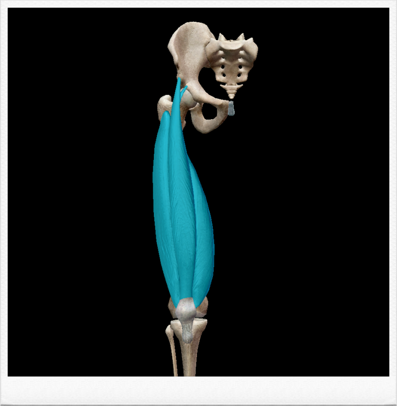 해부학 근육학 넙다리근육thigh Muscle 앞칸 넙다리네갈래근대퇴사두근ㆍquadriceps Femoris