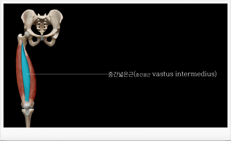 해부학 근육학 넙다리근육thigh Muscle 앞칸 넙다리네갈래근대퇴사두근ㆍquadriceps Femoris