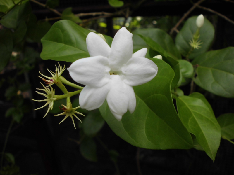 National Flower Indonesia | Best Flower Site