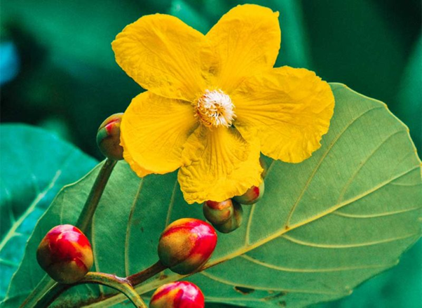 The Symbolism Behind National Flowers of ASEAN Countries : 네이버 블로그