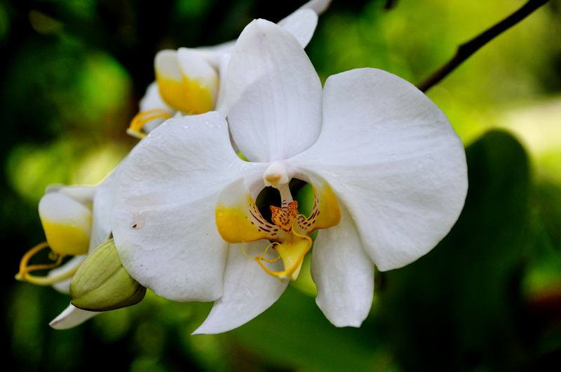 What Is The National Flower Of Indonesia | Best Flower Site