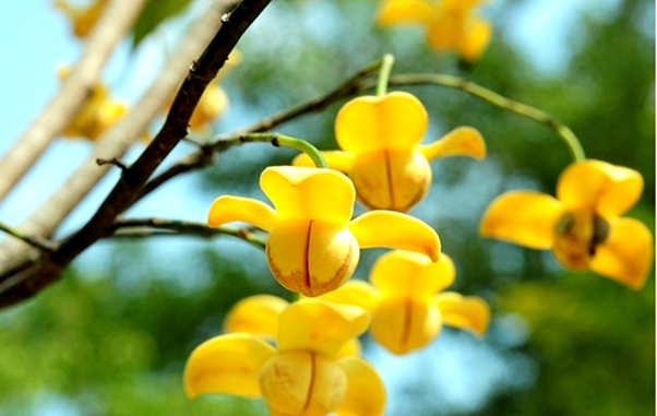 Cambodia National Flower Rumdul | Best Flower Site