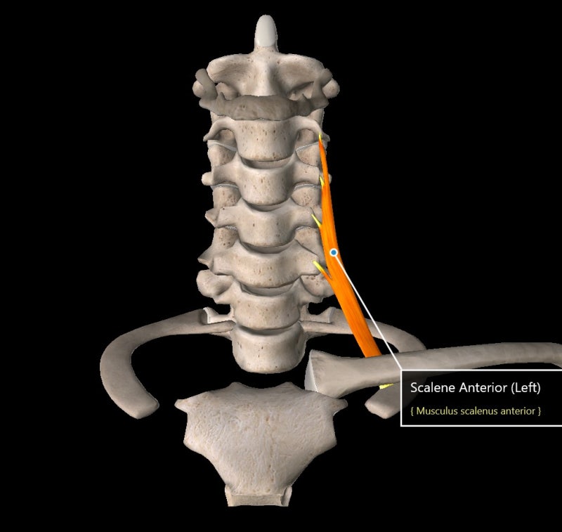[대화역피티]사각근(scalene) 전사각근(scalenus anterior) 중사각근(scalenus medius) 후사각근 ...