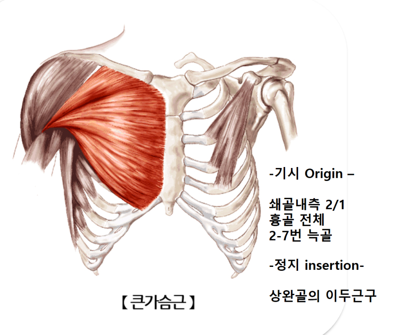 대흉근 큰가슴근육의 근육학 네이버 블로그