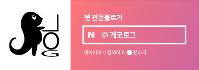 [게코로그] 크레스티드게코 메이팅 가능 몸무게 / 방법 / 기타 TIP : 네이버 블로그