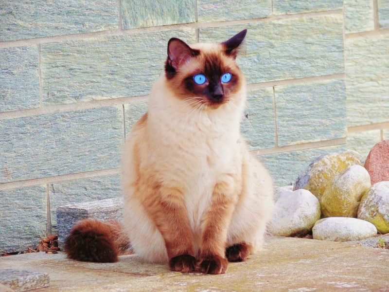 샴고양이 성격이 괴팍하다고? 이렇게 이쁜데 : 네이버 블로그