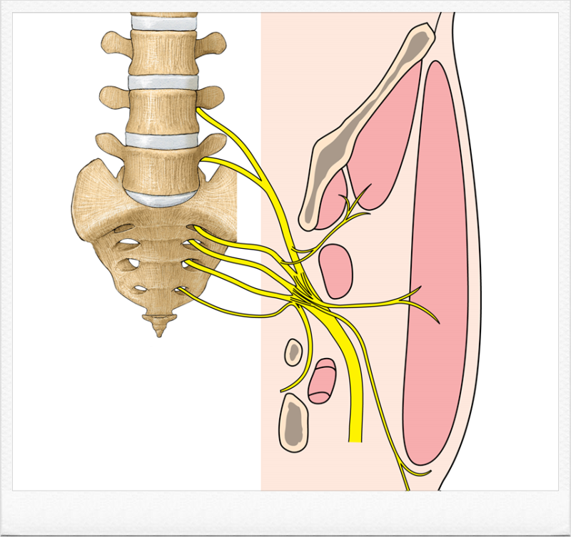 해부학 근육학 넙다리근육thigh Muscle 볼기근육 전체보기overview 네이버 블로그