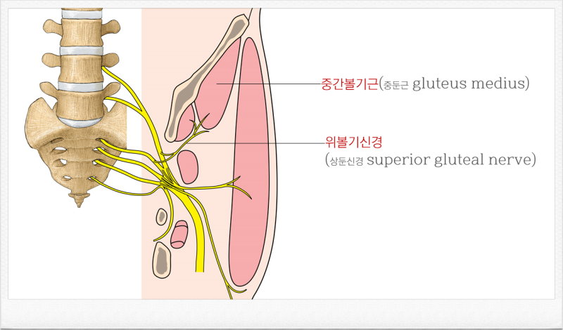 해부학 근육학 넙다리근육thigh Muscle 볼기근육 중간볼기근중둔근ㆍgluteus Medius