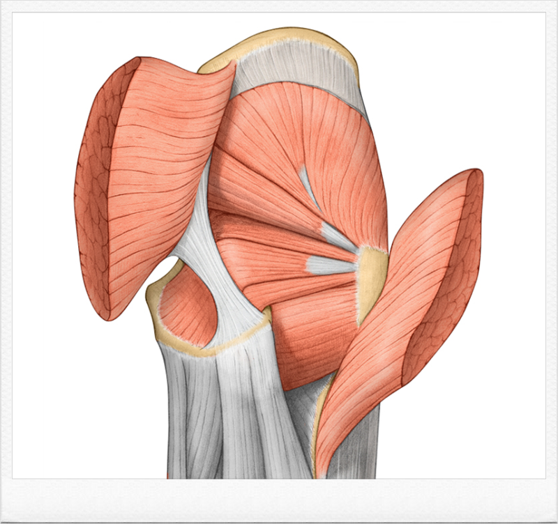 해부학 근육학 넙다리근육thigh Muscle 볼기근육 전체보기overview 네이버 블로그