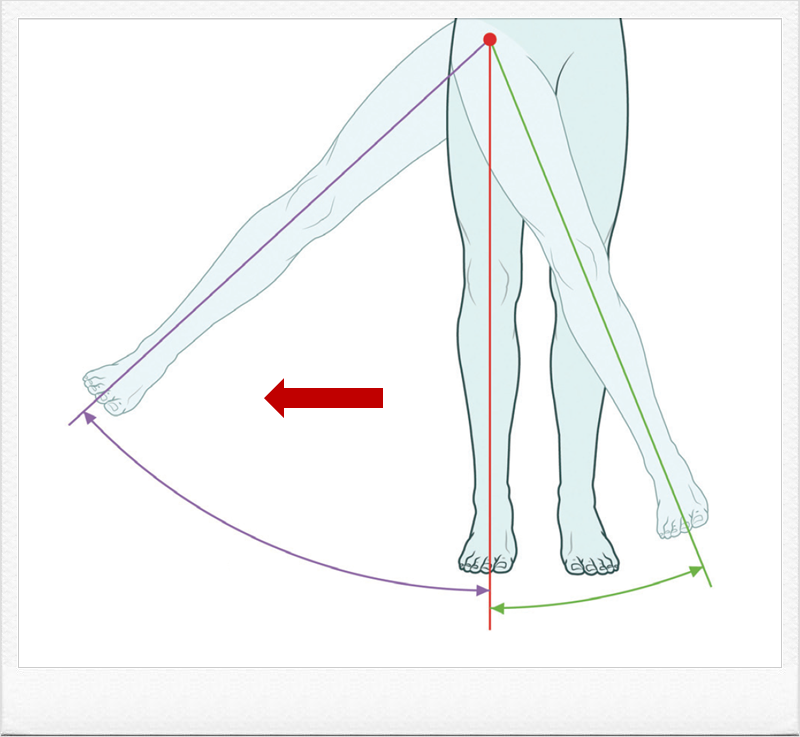 해부학 근육학 넙다리근육thigh Muscle 볼기근육 중간볼기근중둔근ㆍgluteus Medius