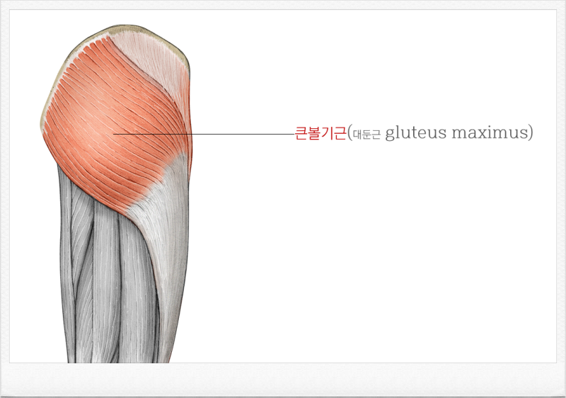 해부학 근육학 넙다리근육thigh Muscle 볼기근육 전체보기overview 네이버 블로그