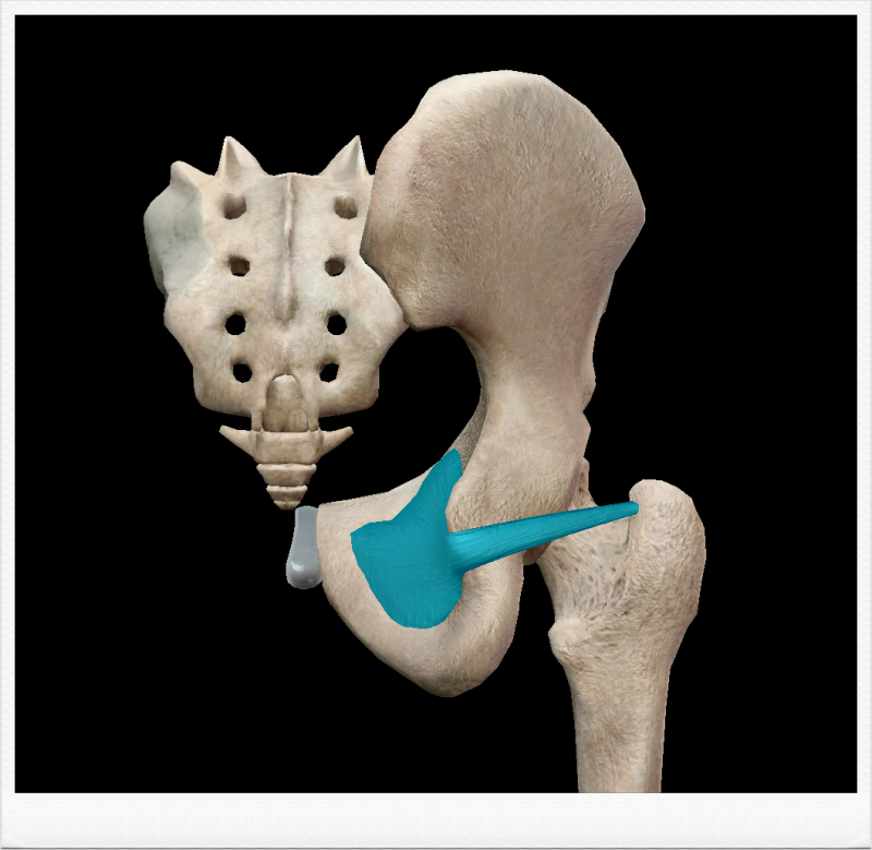 해부학 근육학 넙다리근육thigh Muscle 볼기근육 속폐쇄근내폐쇄근ㆍobturator Internus
