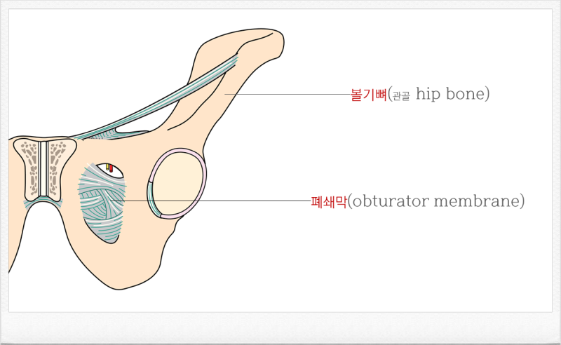 해부학 근육학 넙다리근육thigh Muscle 볼기근육 속폐쇄근내폐쇄근ㆍobturator Internus