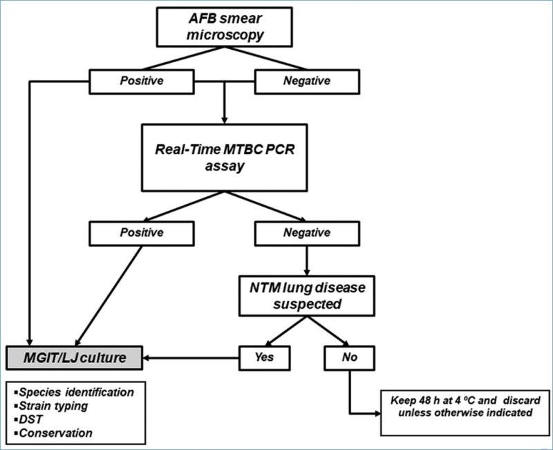 결핵 진단검사 : AFB Stain, Smear, Culture, PCR, IGRA, QTF : 네이버 블로그