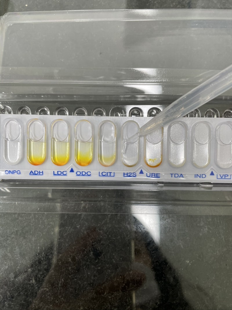 API 20E 키트로 살모넬라(salmonella) 동정 확인 : 네이버 블로그