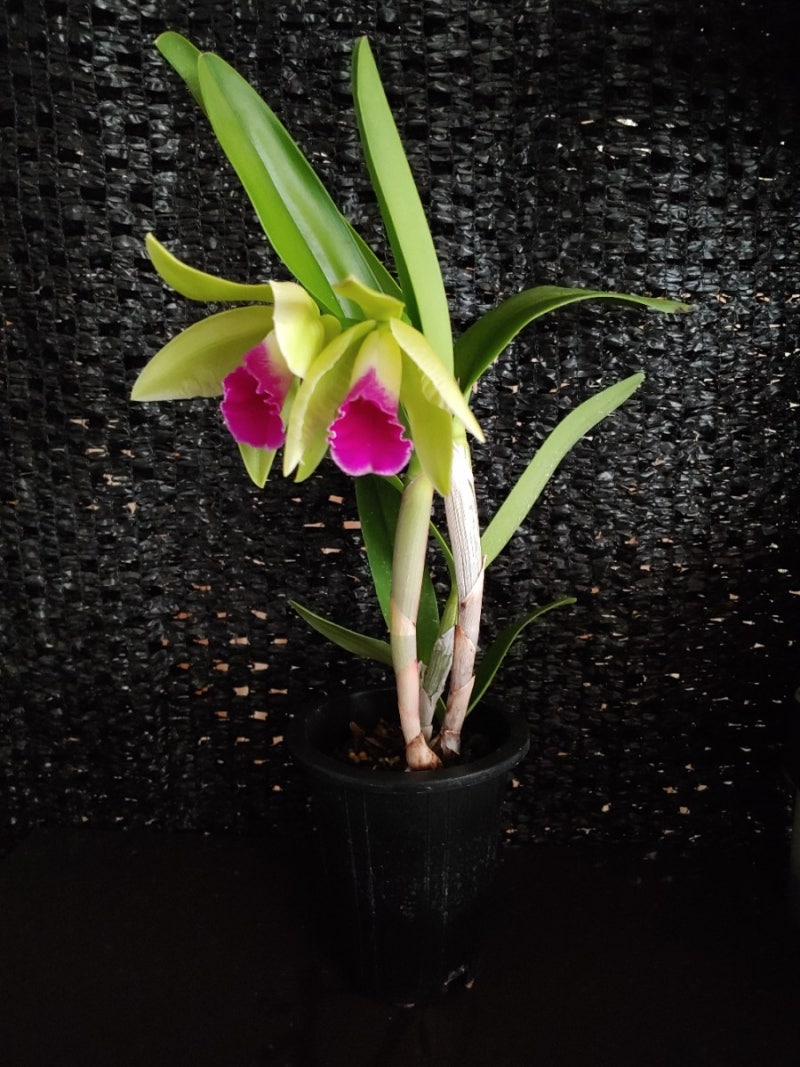 Cattleya Lady Lisa : 네이버 블로그