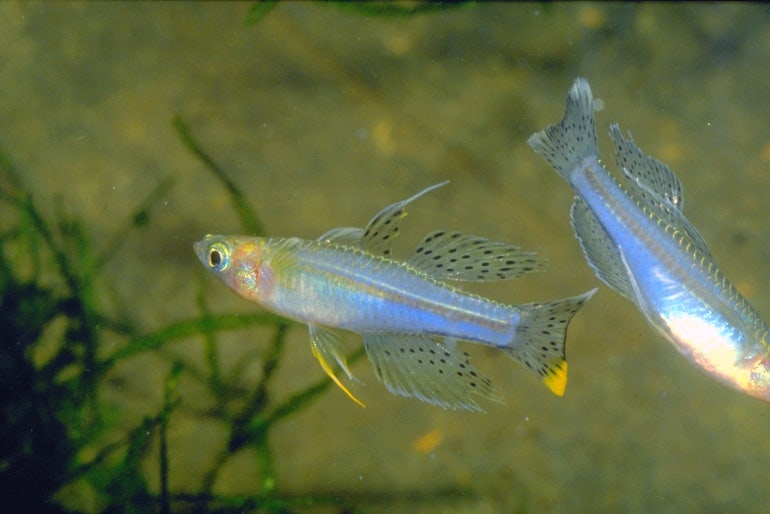 레인보우 피쉬 도감 (소형 레인보우 / 프세우도무길과) : 네이버 블로그