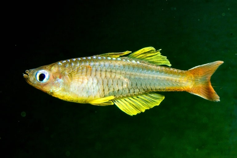 레인보우 피쉬 도감 (소형 레인보우 / 프세우도무길과) : 네이버 블로그