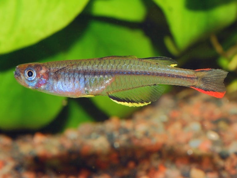 레인보우 피쉬 도감 (소형 레인보우 / 프세우도무길과) : 네이버 블로그