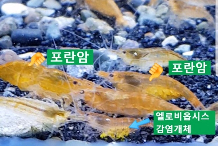 포란으로 착각하기 쉬운 새우 기생충 : 엘로비옵시스 - 특징과 치료방법(실제로 해봤읍니다.) : 네이버 블로그