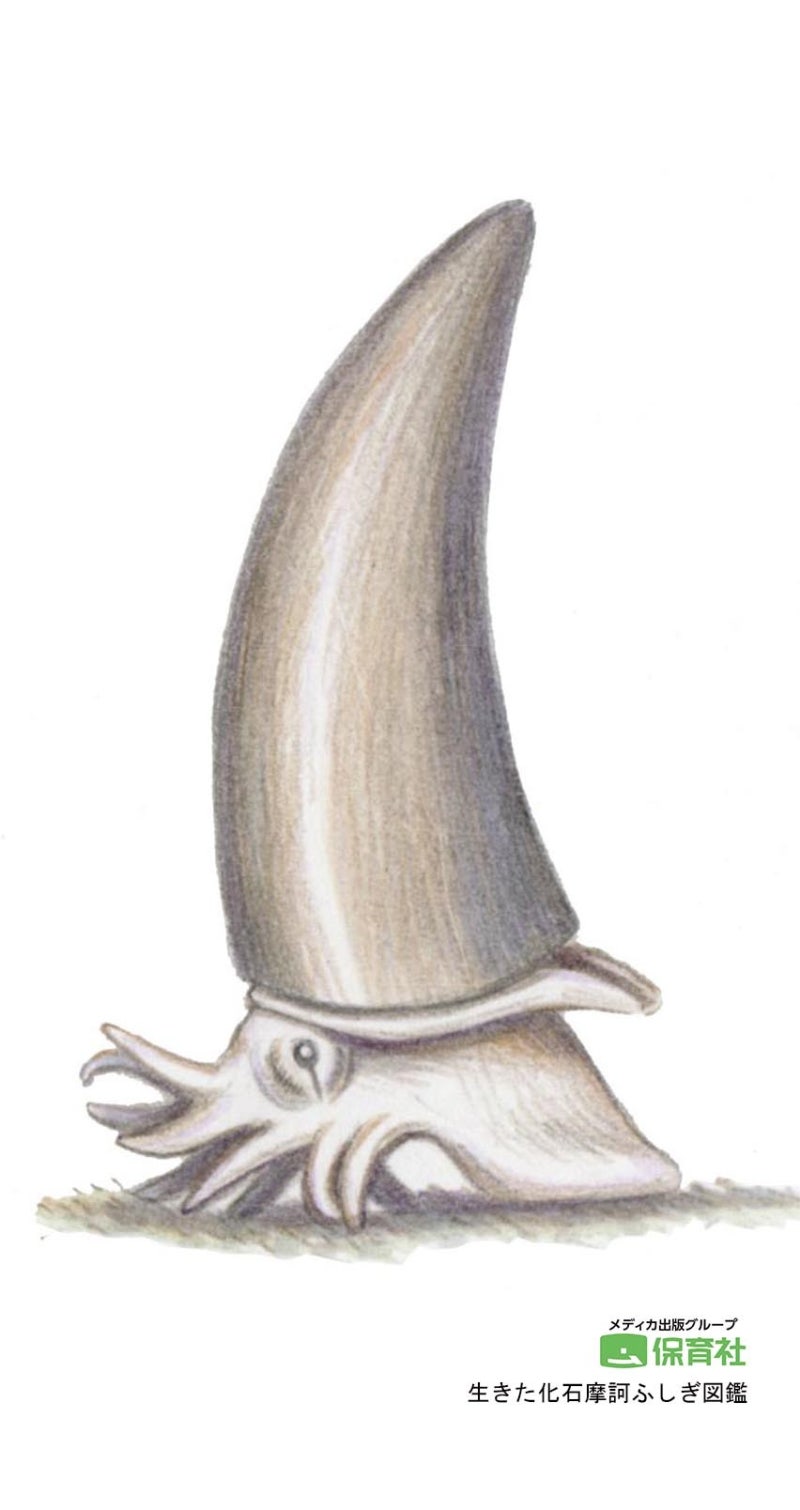 두족류의 진화 (상)-고생대 : 네이버 블로그