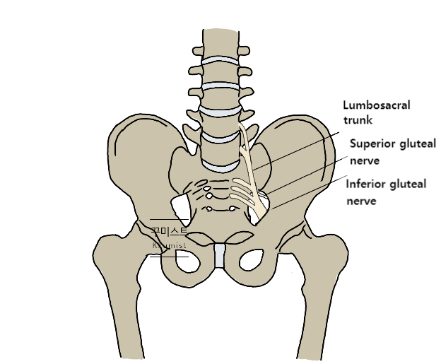 트렌델렌버그 자세 검사 Trendelenburg sign 징후 테스트 고관절 외전근(벌림근/hip abductor) 기능 ...