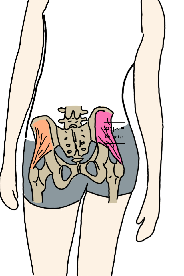 트렌델렌버그 자세 검사 Trendelenburg sign 징후 테스트 고관절 외전근(벌림근/hip abductor) 기능 ...