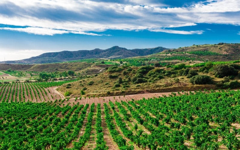 Bodegas Ego 'Acuma' 2018 : 네이버 블로그