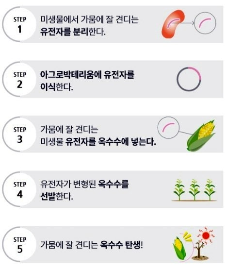 Gmo와 Lmo의 뜻과 차이점 유전자변형식품 네이버 블로그