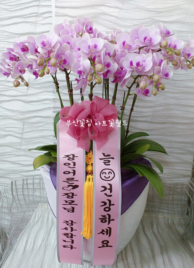 서양란 물주기 호접난 서양난 꽃피우는 법 호접란 물주기 서양란 키우기 서양난을 알아보아요~ 부산 꽃집 아트꽃월드