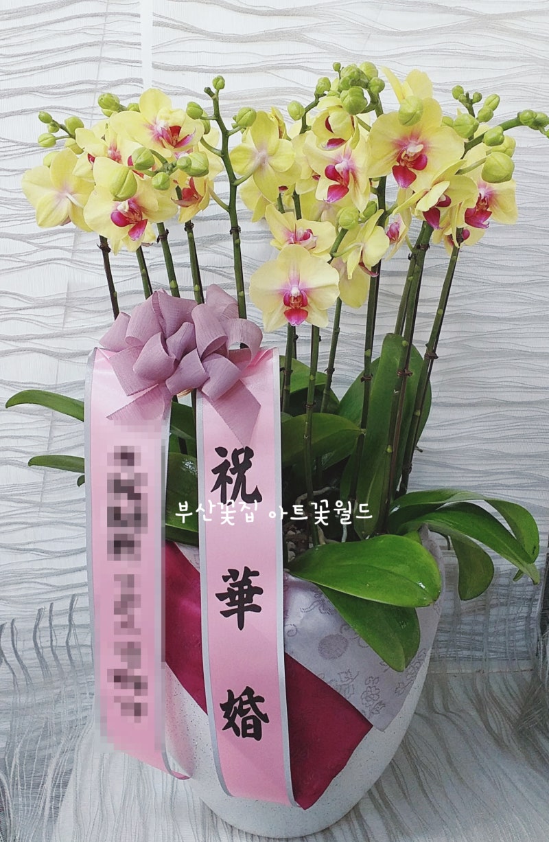 서양란 물주기 호접난 서양난 꽃피우는 법 호접란 물주기 서양란 키우기 서양난을 알아보아요~ 부산 꽃집 아트꽃월드