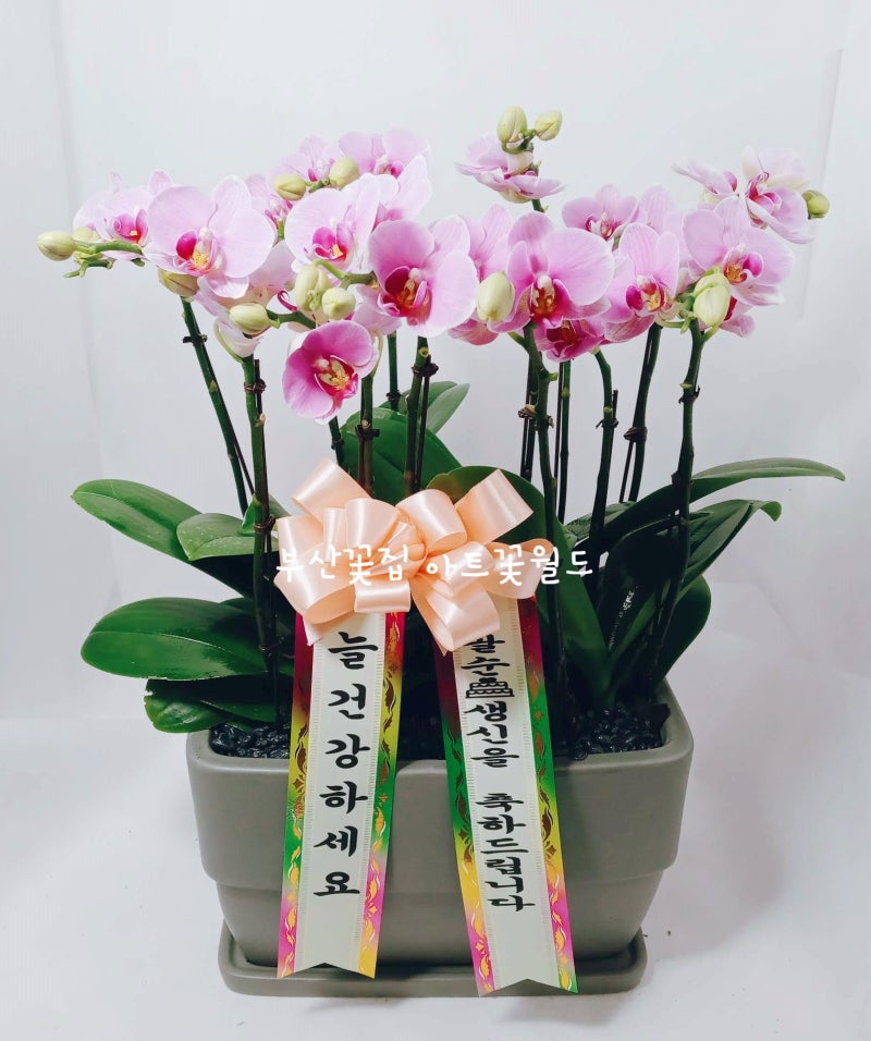서양란 물주기 호접난 서양난 꽃피우는 법 호접란 물주기 서양란 키우기 서양난을 알아보아요~ 부산 꽃집 아트꽃월드