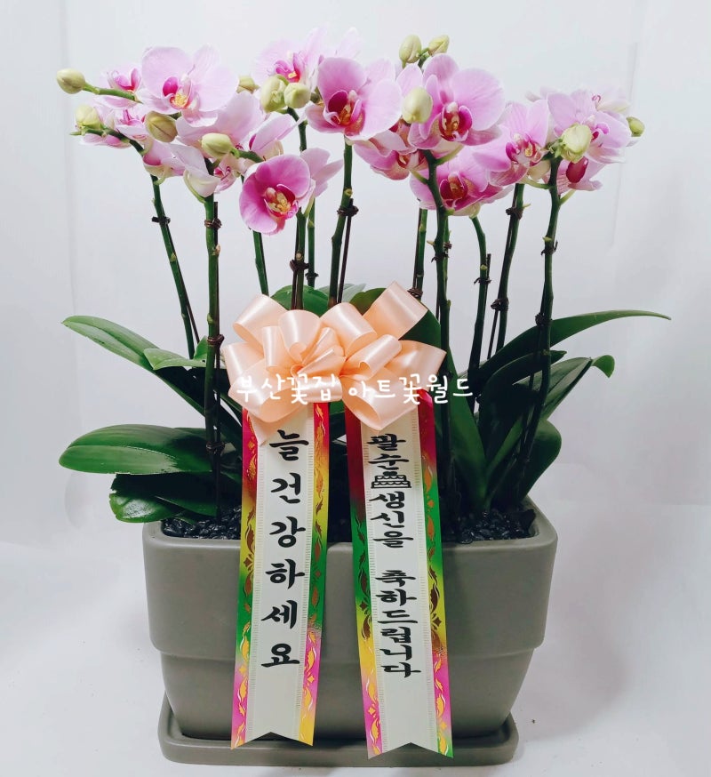 서양란 물주기 호접난 서양난 꽃피우는 법 호접란 물주기 서양란 키우기 서양난을 알아보아요~ 부산 꽃집 아트꽃월드