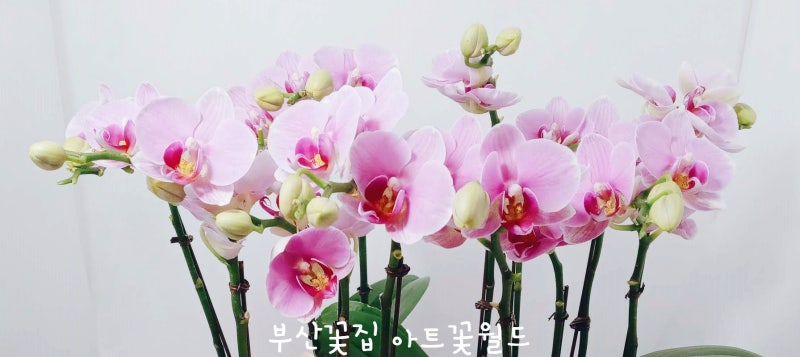 서양란 물주기 호접난 서양난 꽃피우는 법 호접란 물주기 서양란 키우기 서양난을 알아보아요~ 부산 꽃집 아트꽃월드