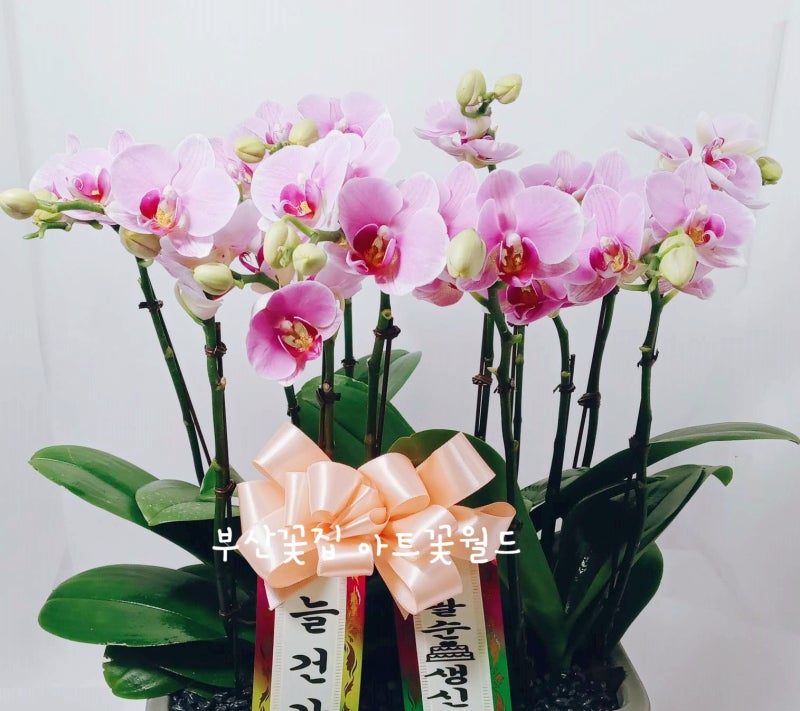 서양란 물주기 호접난 서양난 꽃피우는 법 호접란 물주기 서양란 키우기 서양난을 알아보아요~ 부산 꽃집 아트꽃월드