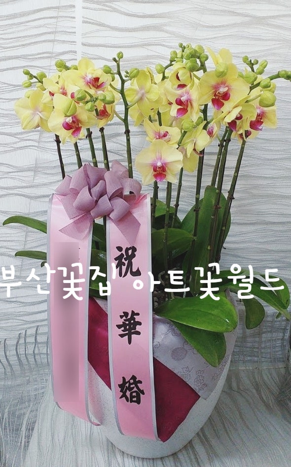 서양란 물주기 호접난 서양난 꽃피우는 법 호접란 물주기 서양란 키우기 서양난을 알아보아요~ 부산 꽃집 아트꽃월드