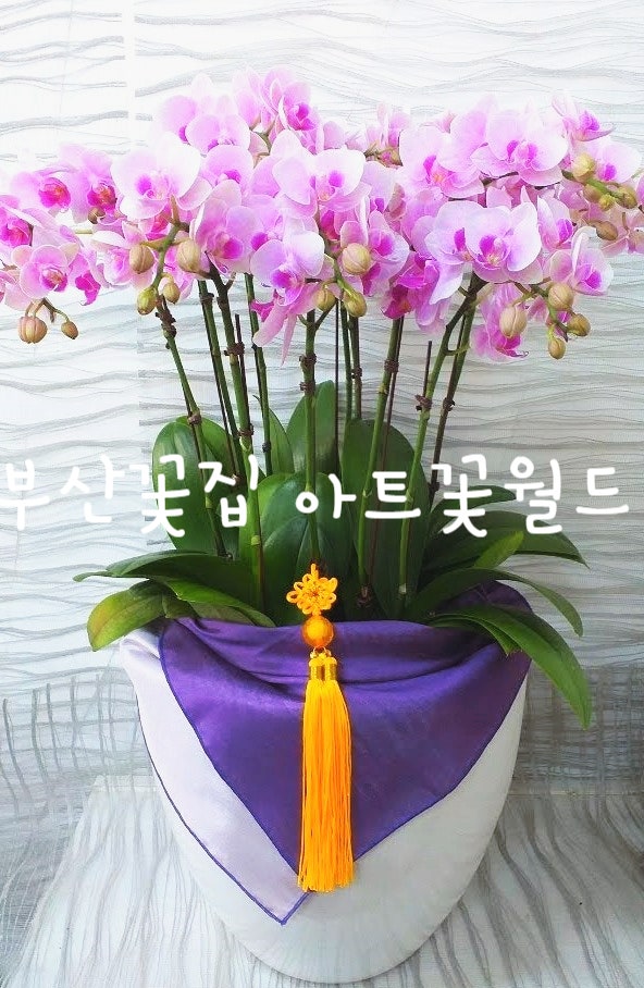 서양란 물주기 호접난 서양난 꽃피우는 법 호접란 물주기 서양란 키우기 서양난을 알아보아요~ 부산 꽃집 아트꽃월드