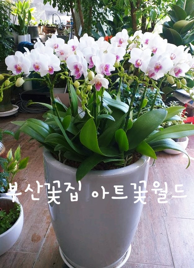 서양란 물주기 호접난 서양난 꽃피우는 법 호접란 물주기 서양란 키우기 서양난을 알아보아요~ 부산 꽃집 아트꽃월드