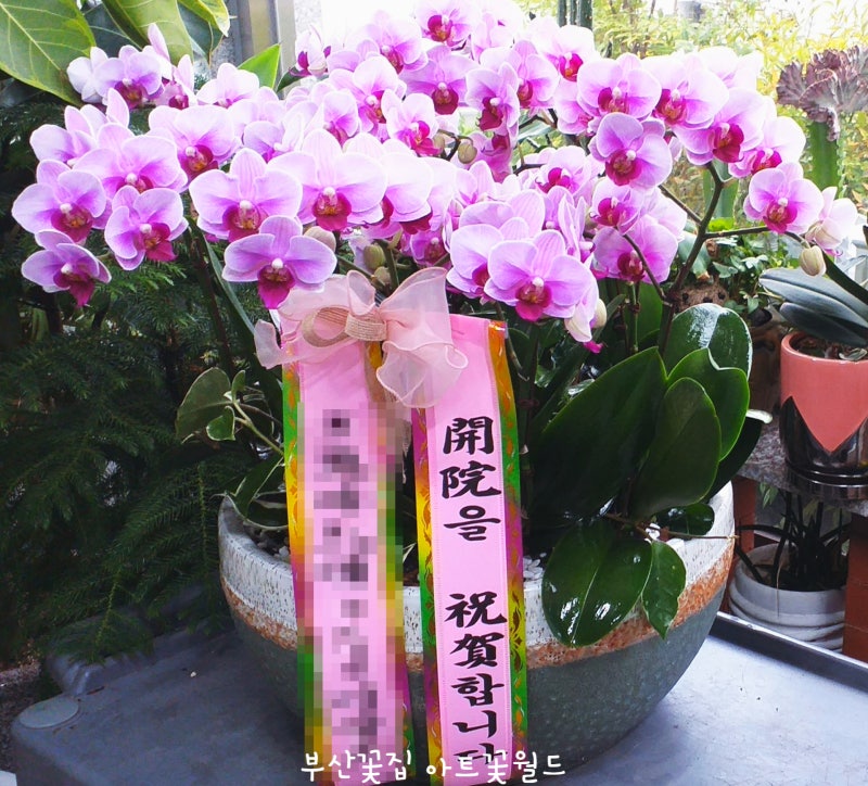서양란 물주기 호접난 서양난 꽃피우는 법 호접란 물주기 서양란 키우기 서양난을 알아보아요~ 부산 꽃집 아트꽃월드