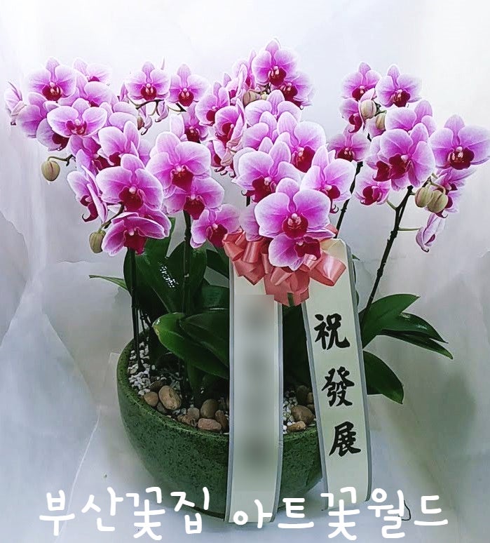 서양란 물주기 호접난 서양난 꽃피우는 법 호접란 물주기 서양란 키우기 서양난을 알아보아요~ 부산 꽃집 아트꽃월드
