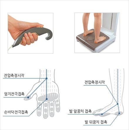 인바디의 결과와 해석 Results and Interpretation of Inbody : 네이버 블로그