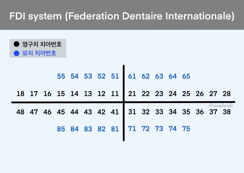치아 번호 (영구치, 유치) - FDI, Palmer 표기법 [암사동 치과] : 네이버 블로그