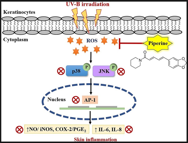 바이오페린(BioPerine)과 피페린(Piperine)의 효능 : 네이버 블로그