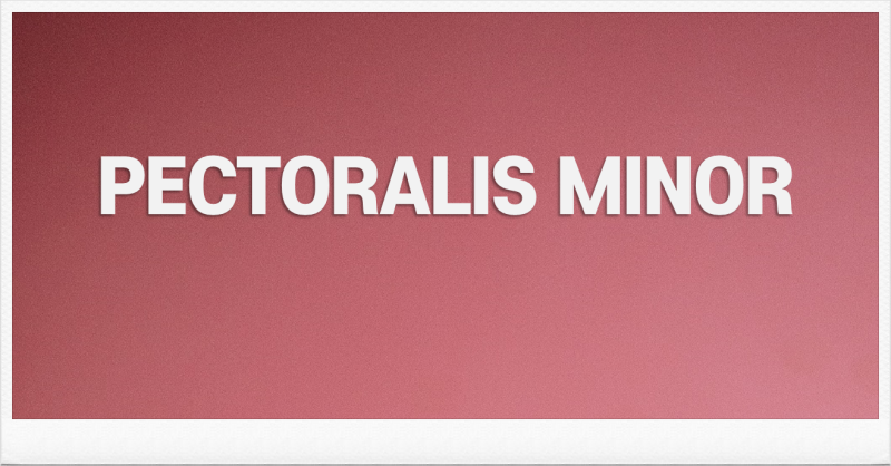 해부학 근육학 얕은가슴근육 작은가슴근소흉근ㆍpectoralis Minor 네이버 블로그
