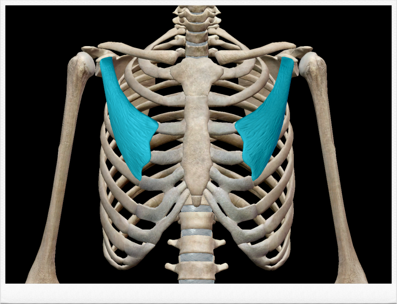 해부학 근육학 얕은가슴근육 작은가슴근소흉근ㆍpectoralis Minor 네이버 블로그