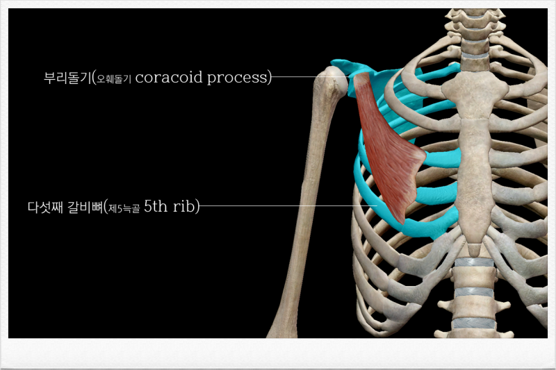 해부학 근육학 얕은가슴근육 작은가슴근소흉근ㆍpectoralis Minor 네이버 블로그