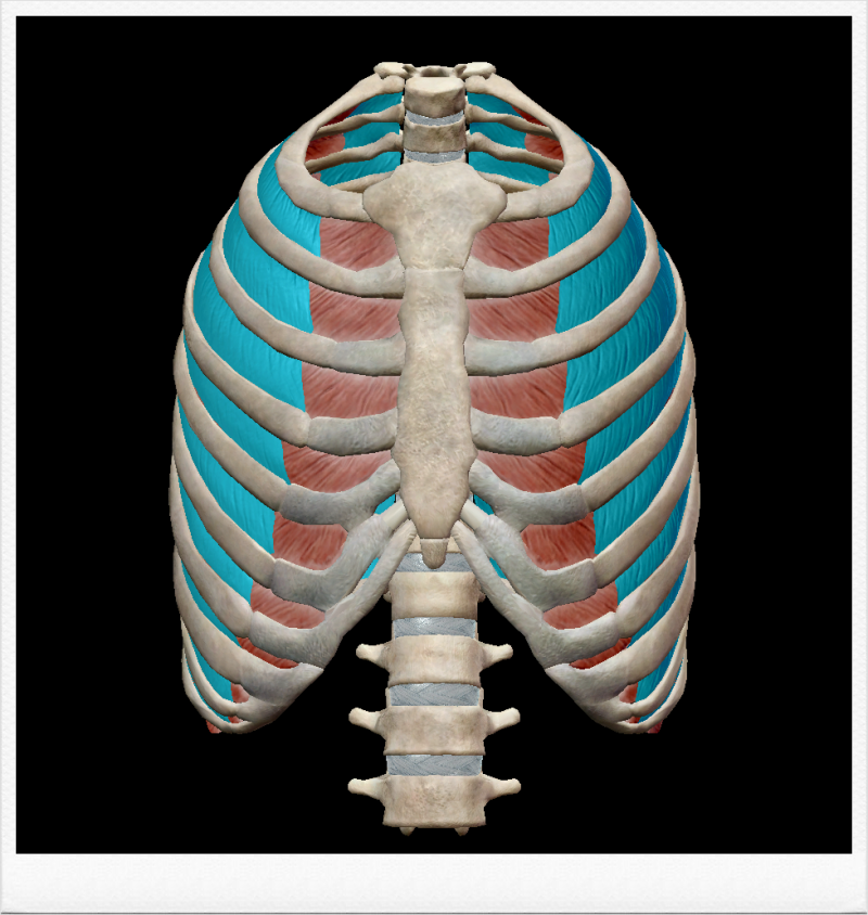 해부학 근육학 가슴우리근육muscle Of Thoracic Cage 전체보기overview 네이버 블로그