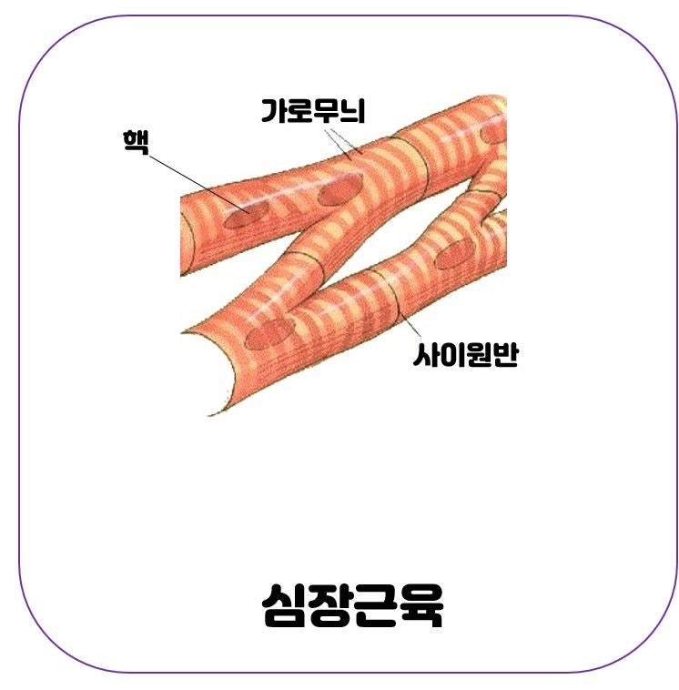 인체해부학 근육도 다 같은 근육이 아니다 뼈대근육 심장근육 내장근육 네이버 블로그